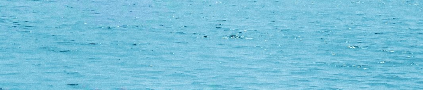 Broncosaurus (@piapia) · Karyakarsa