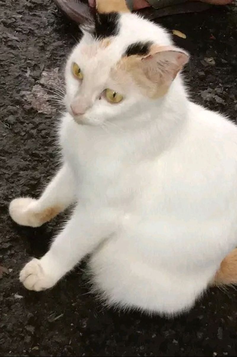 2 EKOR ANAK KUCING,BUTA MATANYA.. · Karyakarsa