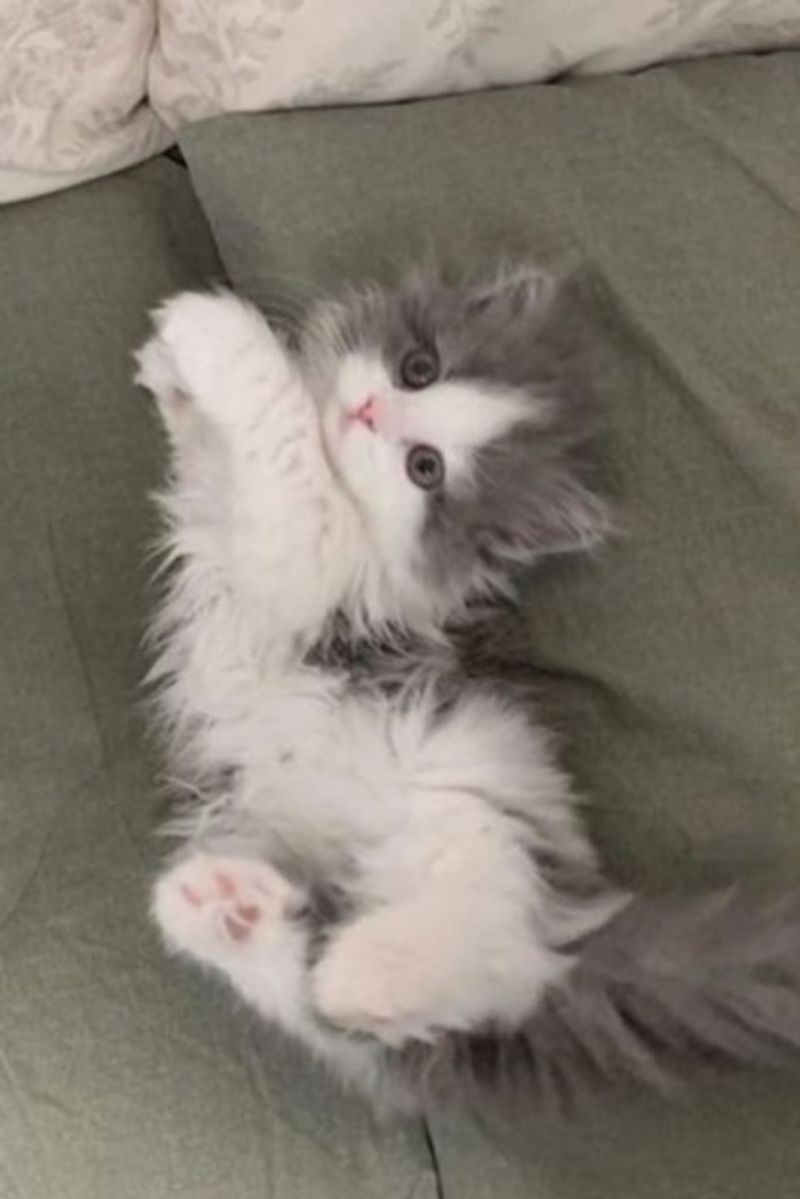 Pos Ronda · Karyakarsa